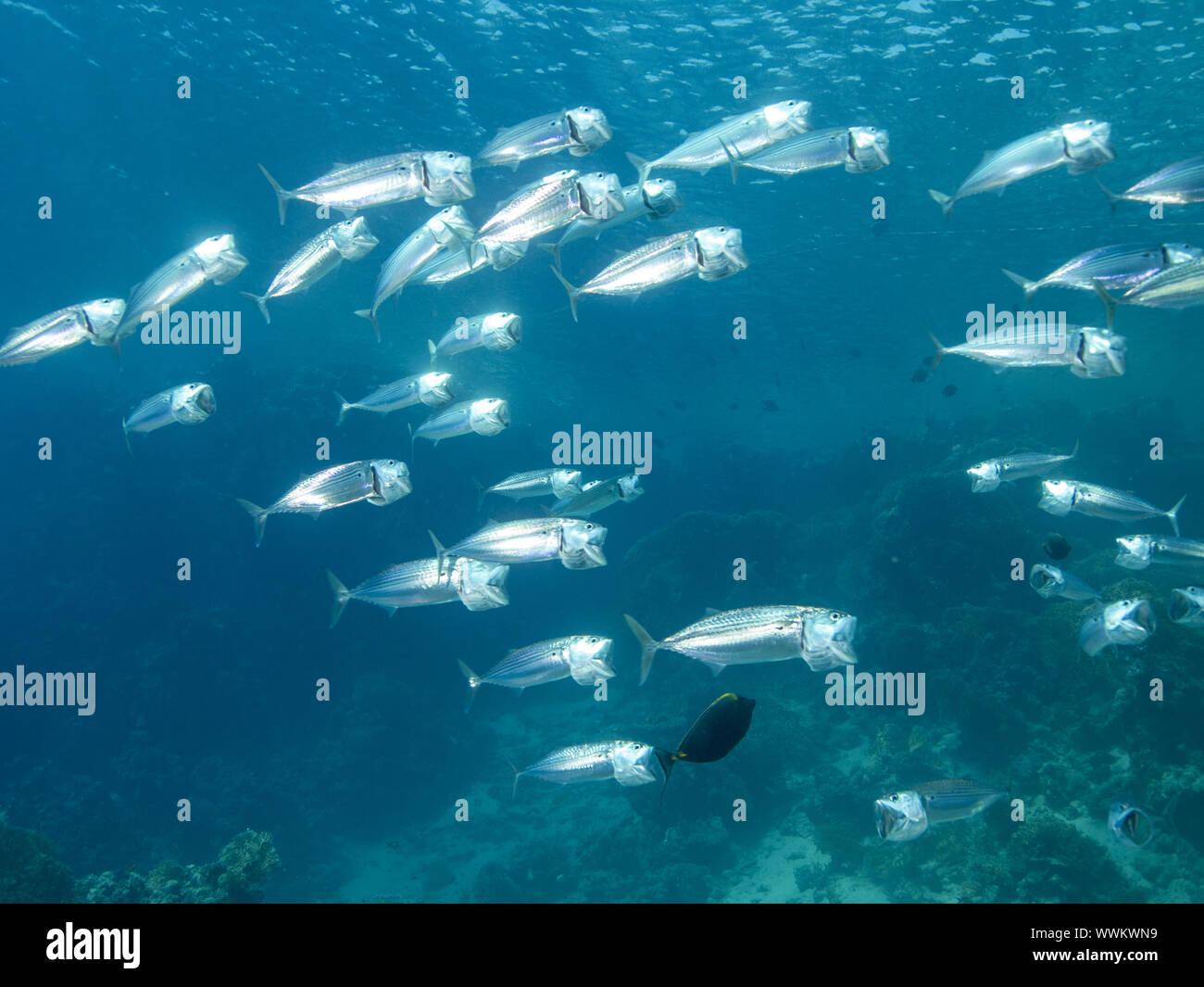 Striped mackerel hi-res stock photography and images - Alamy