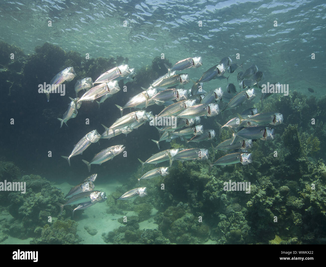 Indian mackerel (Rastrelliger kanagurta Stock Photo - Alamy