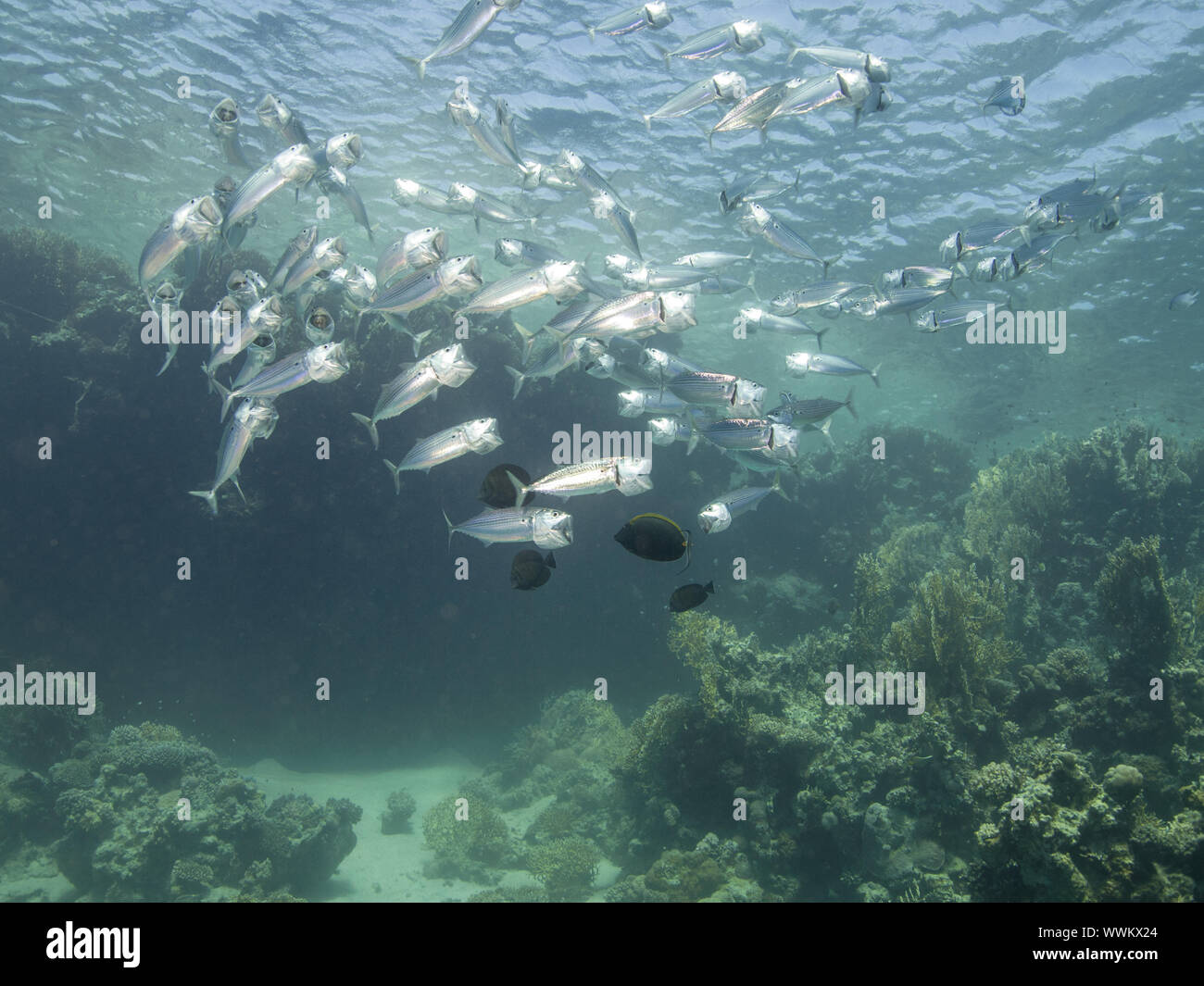 Striped mackerel hi-res stock photography and images - Alamy