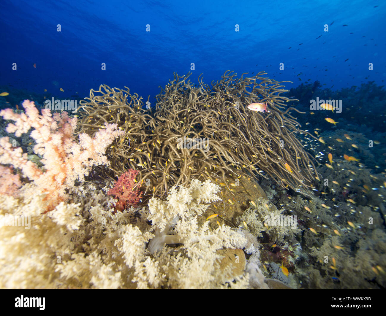 Elphinstone hi-res stock photography and images - Alamy