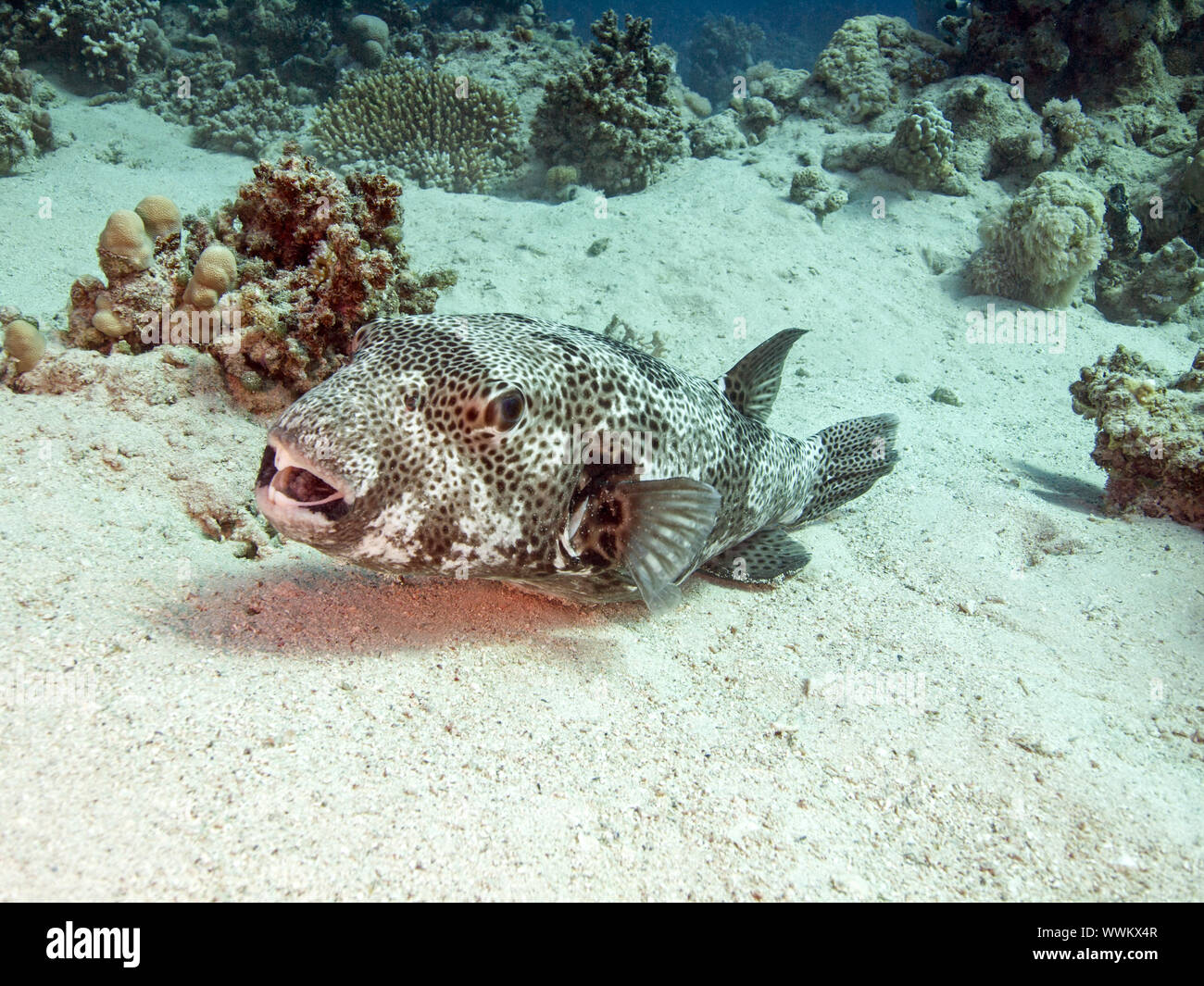 Pufferfish fish hi-res stock photography and images - Alamy