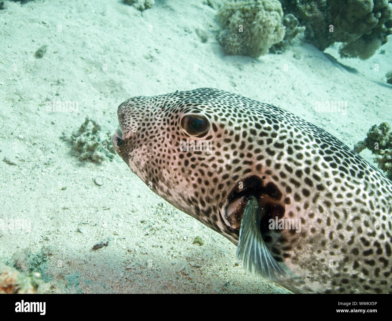 Stellate hi-res stock photography and images - Alamy