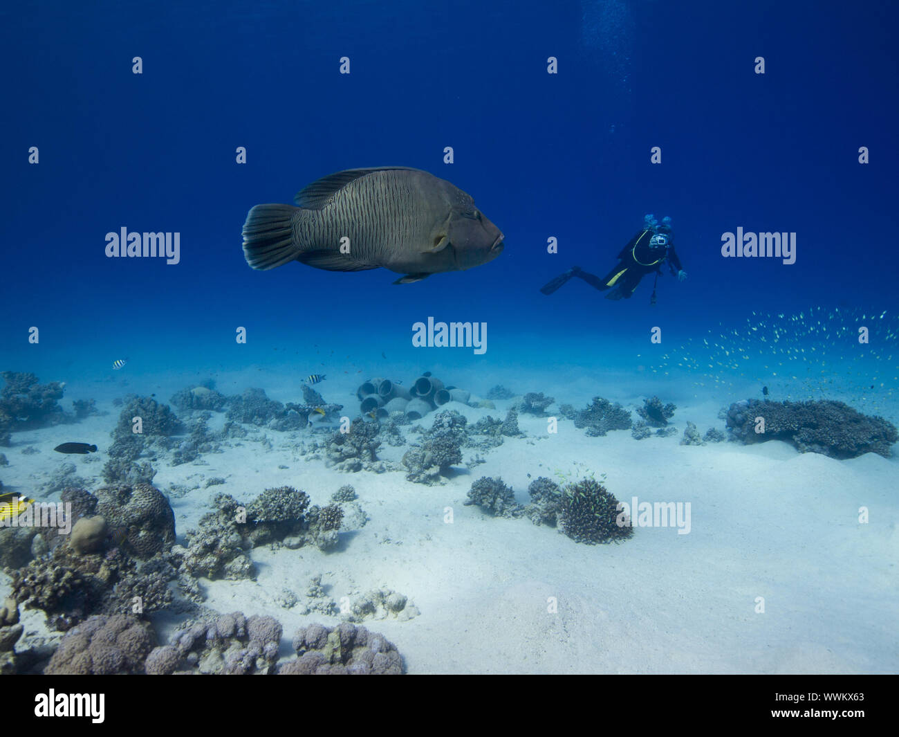 Napoleon wrasse diver hi-res stock photography and images - Alamy
