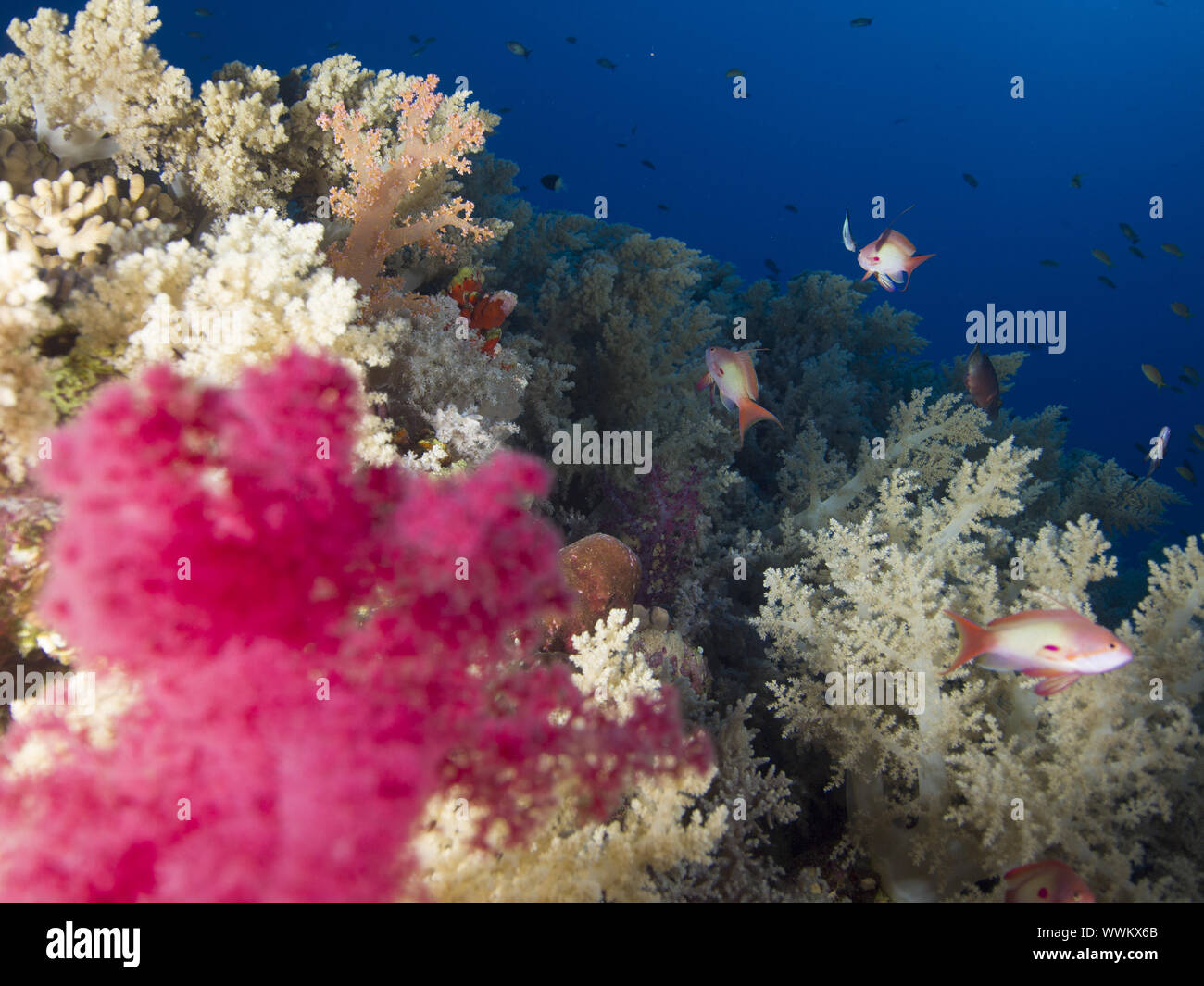 Coral ocean hi-res stock photography and images - Alamy