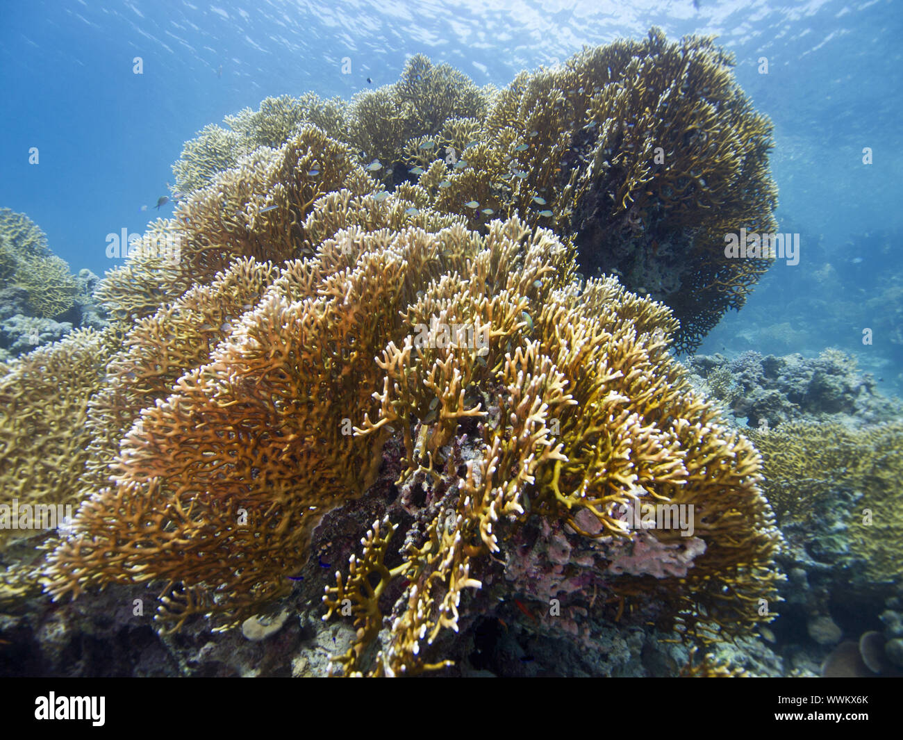 Red fire coral hi-res stock photography and images - Alamy