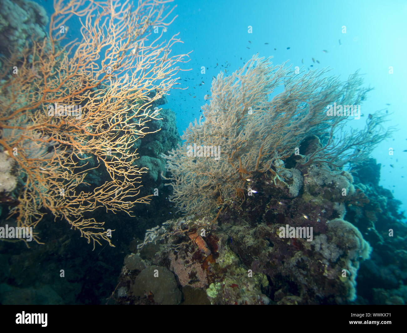 Gorgonian coral hi-res stock photography and images - Alamy