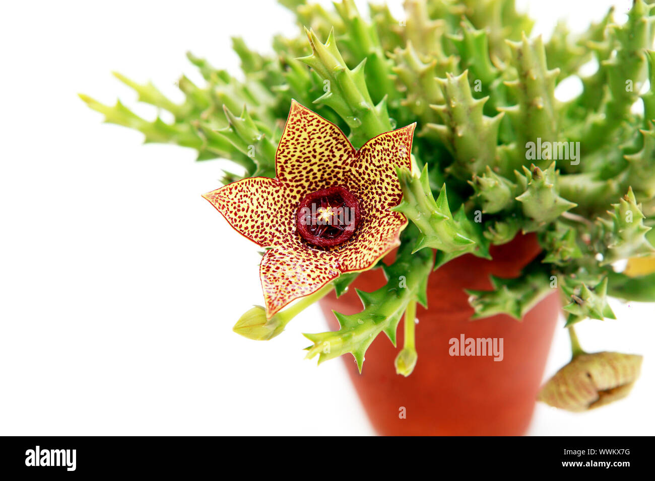 Grow stapelia hi-res stock photography and images - Alamy