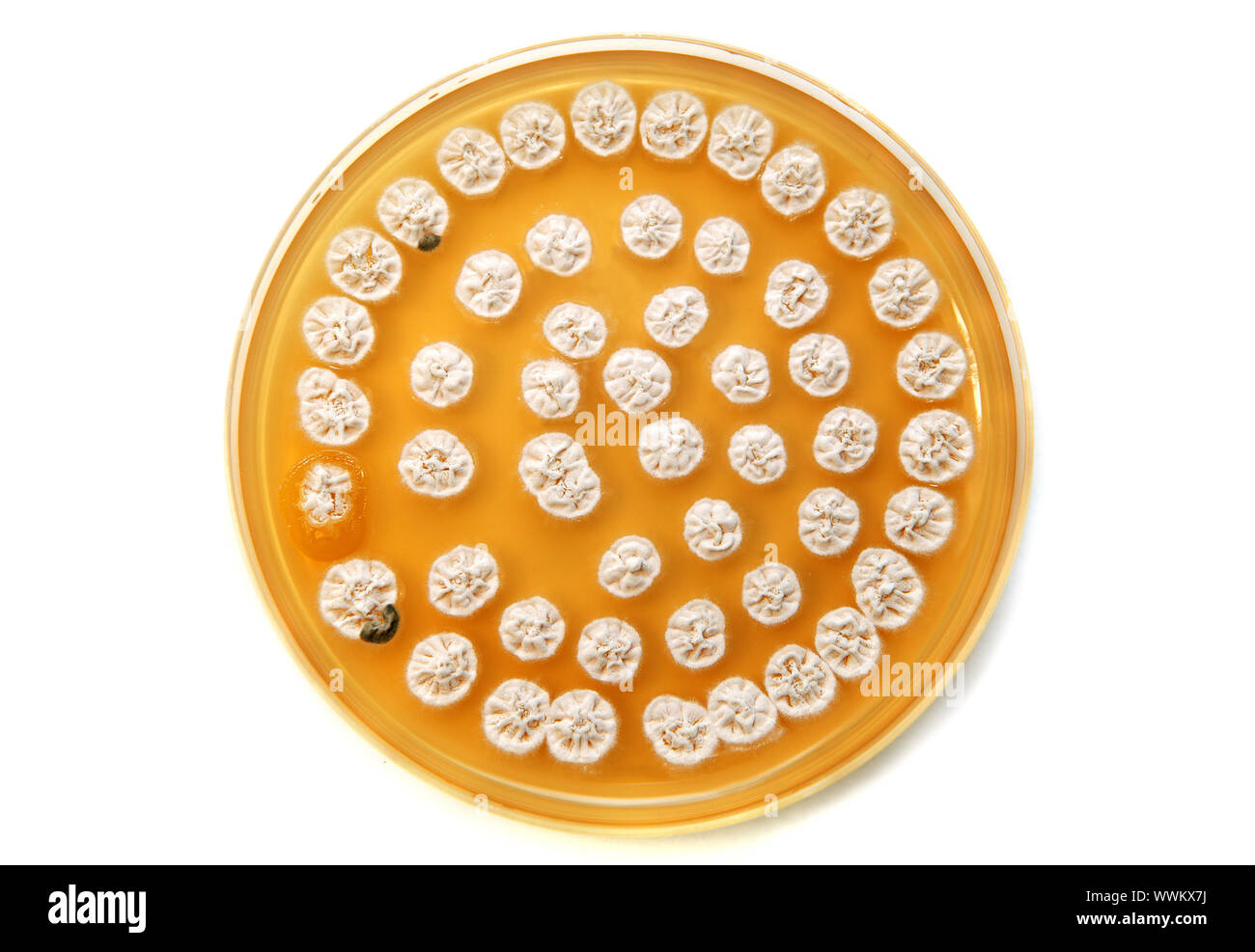 White fungi on agar plate hi-res stock photography and images - Alamy