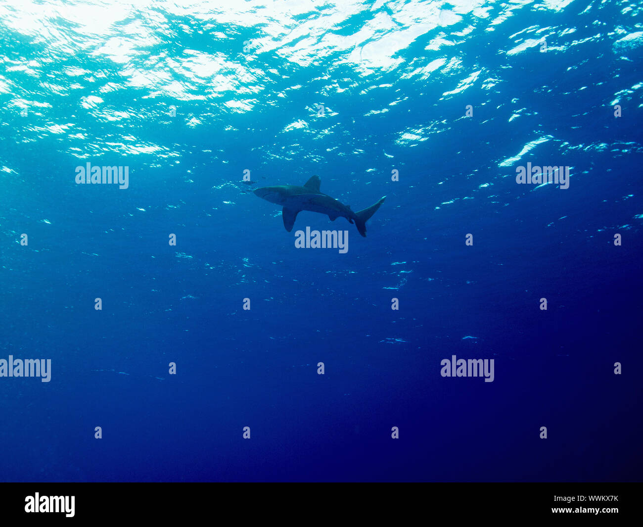 Longimanus High Resolution Stock Photography and Images - Alamy