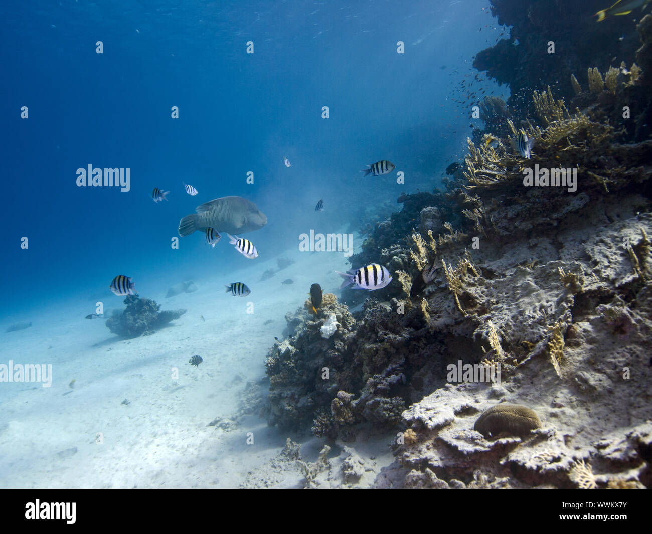 Napoleon wrasse red sea hi-res stock photography and images - Alamy