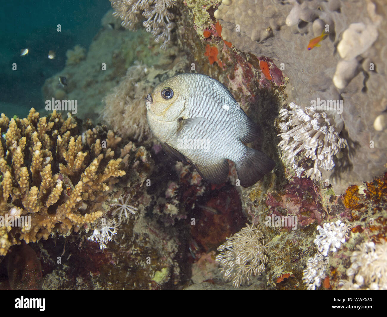 Damselfish hi-res stock photography and images - Alamy