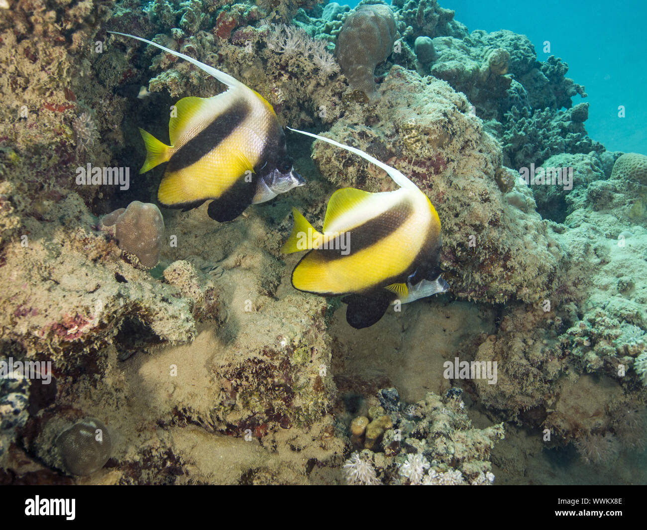 Bannerfish hi-res stock photography and images - Alamy