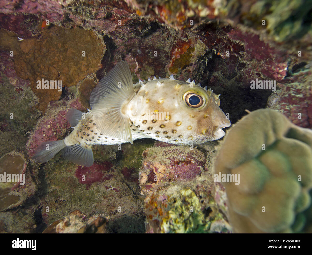 Burrfish spotbase hi-res stock photography and images - Alamy