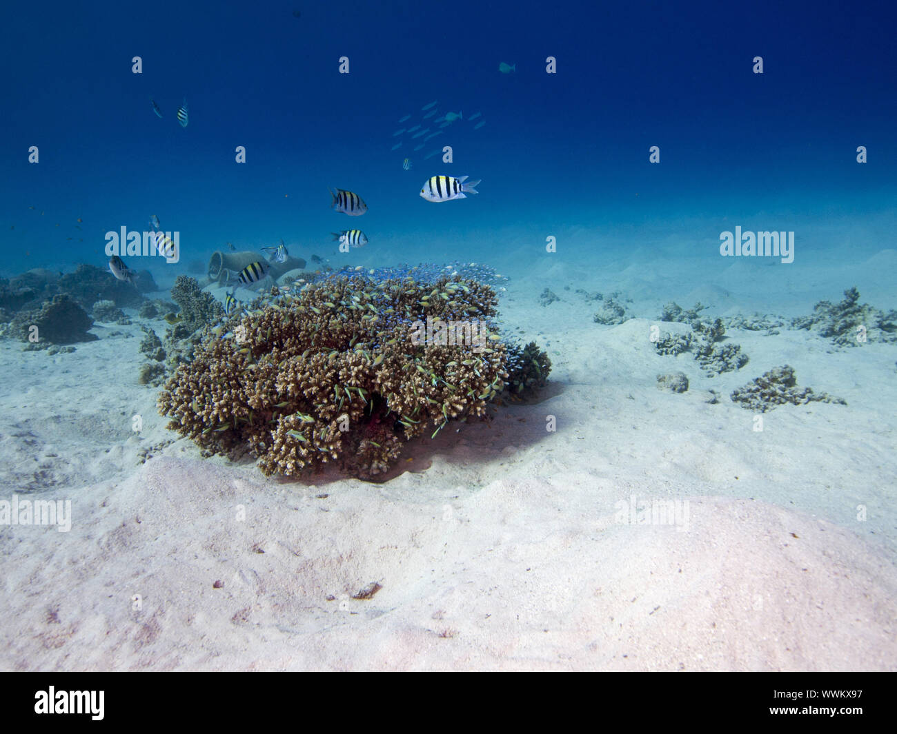 Sergant major fisch hi-res stock photography and images - Alamy