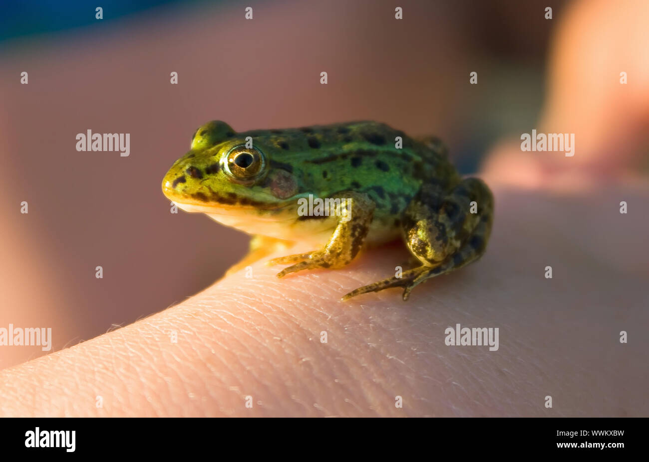 Little frog in his hand Stock Photo - Alamy