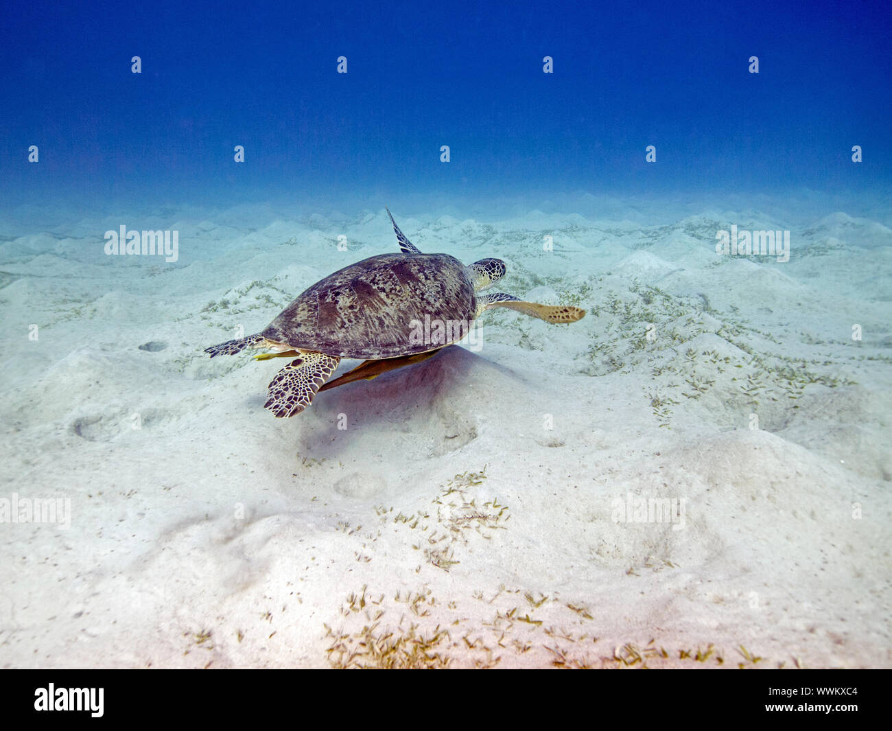 Underwater egypt turtle hi-res stock photography and images - Alamy