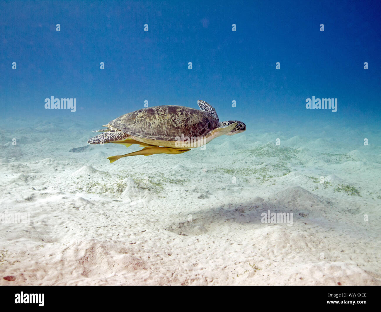 Saltwater turtle hi-res stock photography and images - Alamy