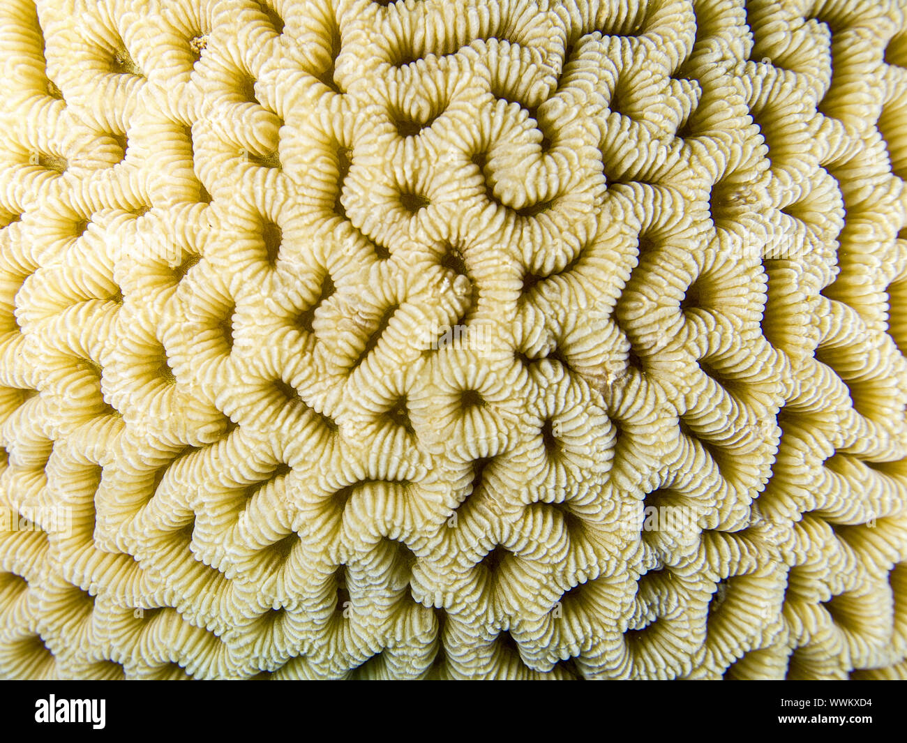 Animal brain hi-res stock photography and images - Alamy