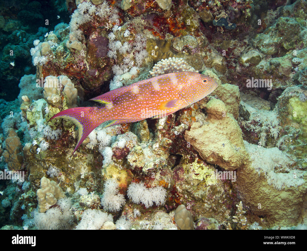 Lyretailgrouper hi-res stock photography and images - Alamy