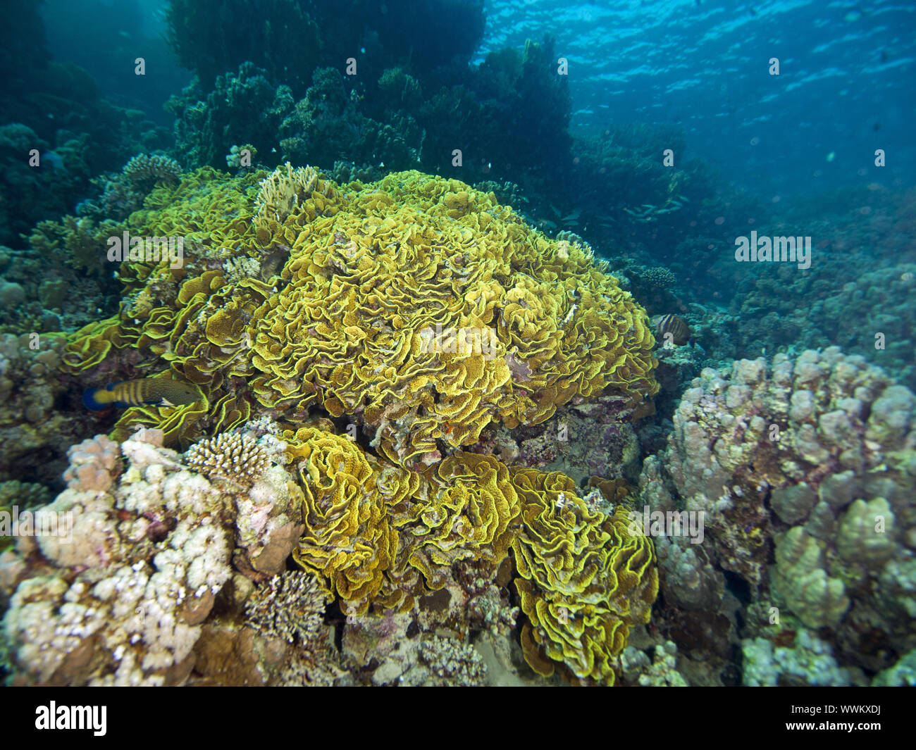 Cabbage coral hi-res stock photography and images - Alamy