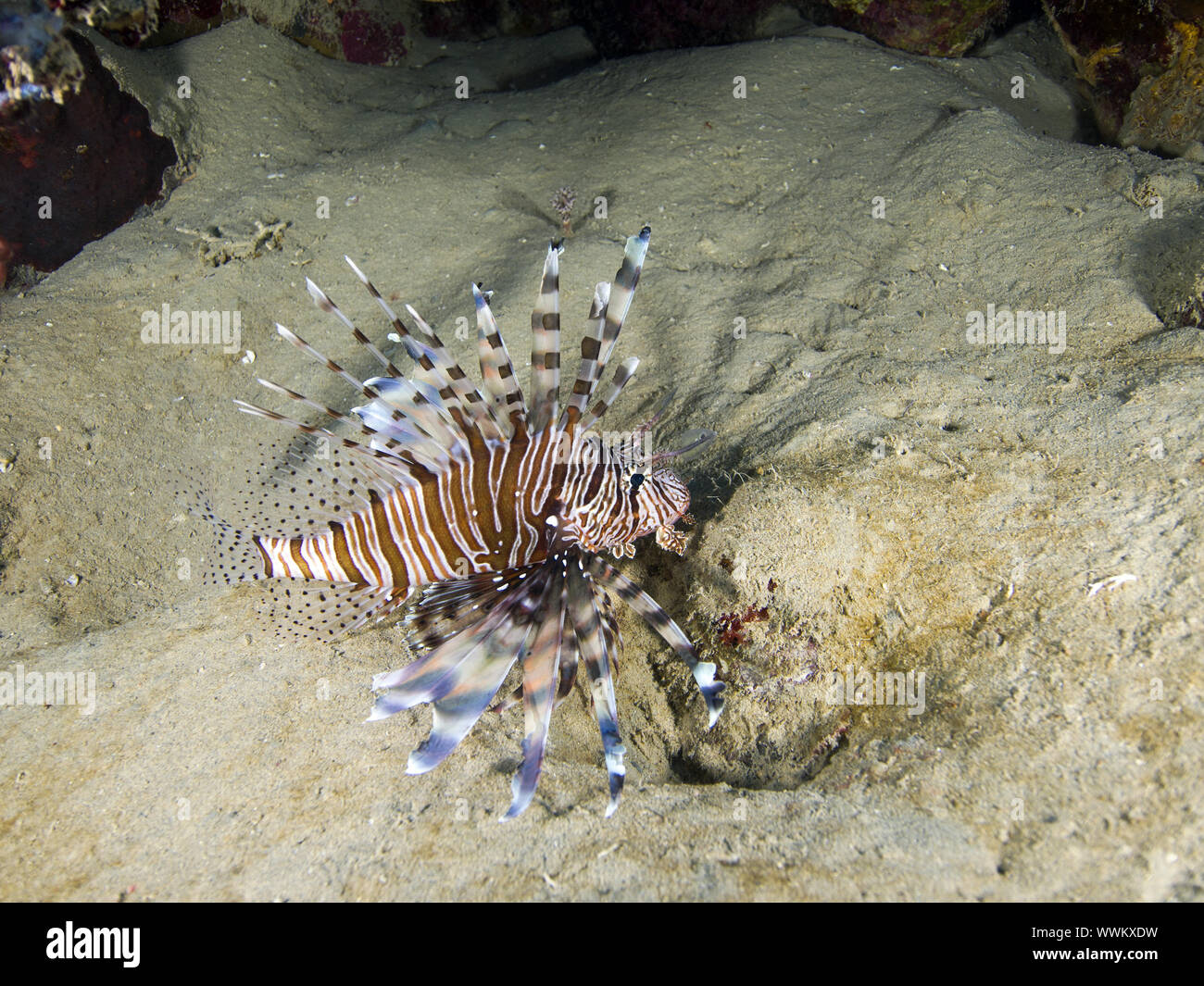 Dangerous lionfish hi-res stock photography and images - Alamy