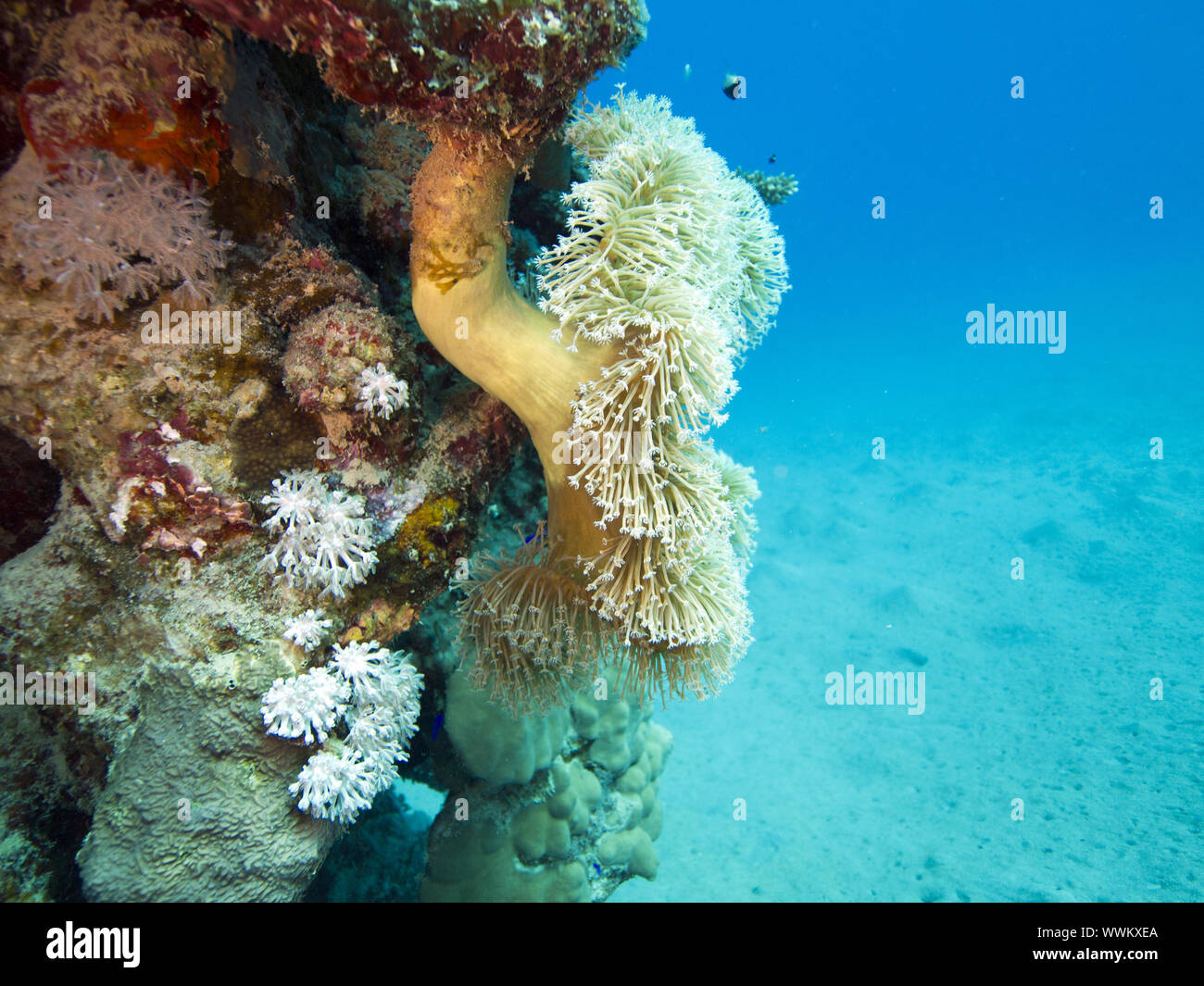 Animal leather hi-res stock photography and images - Alamy