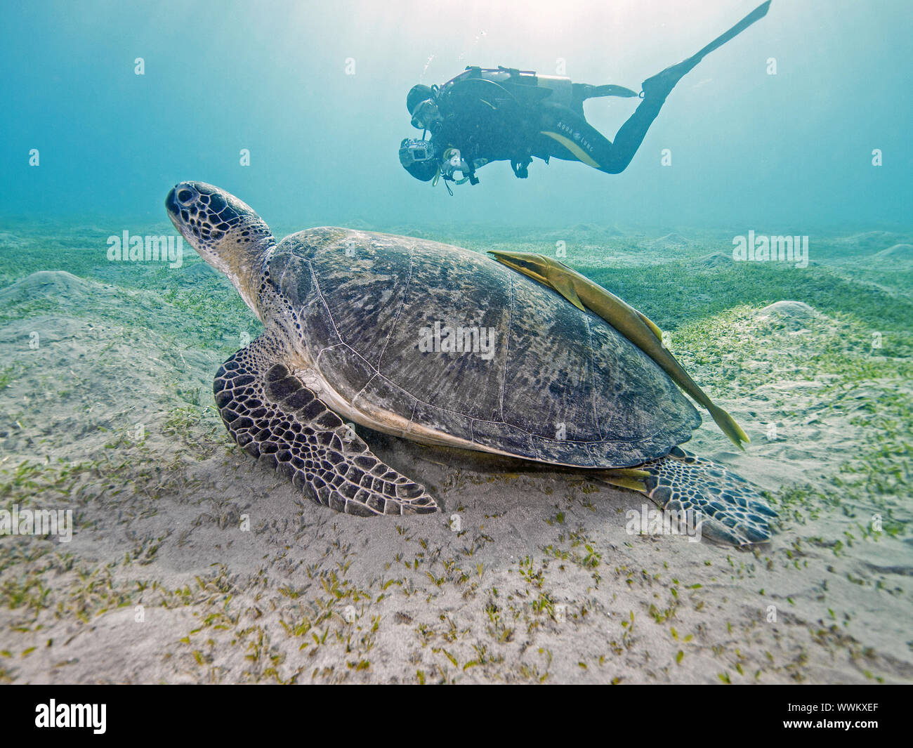 Seawater turtle hi-res stock photography and images - Alamy
