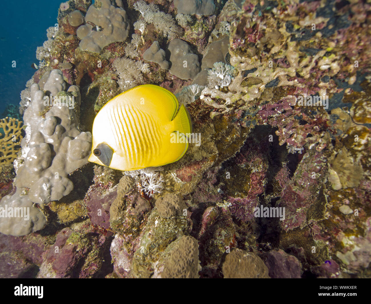 Blue cheeked butterflyfish hi-res stock photography and images - Alamy