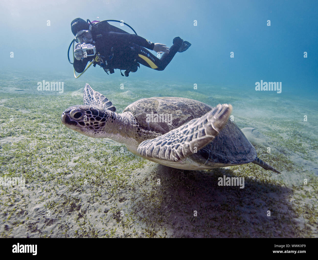 Dive with turtles hi-res stock photography and images - Alamy
