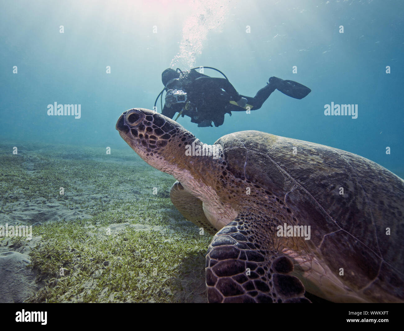 Reef turtles hi-res stock photography and images - Alamy