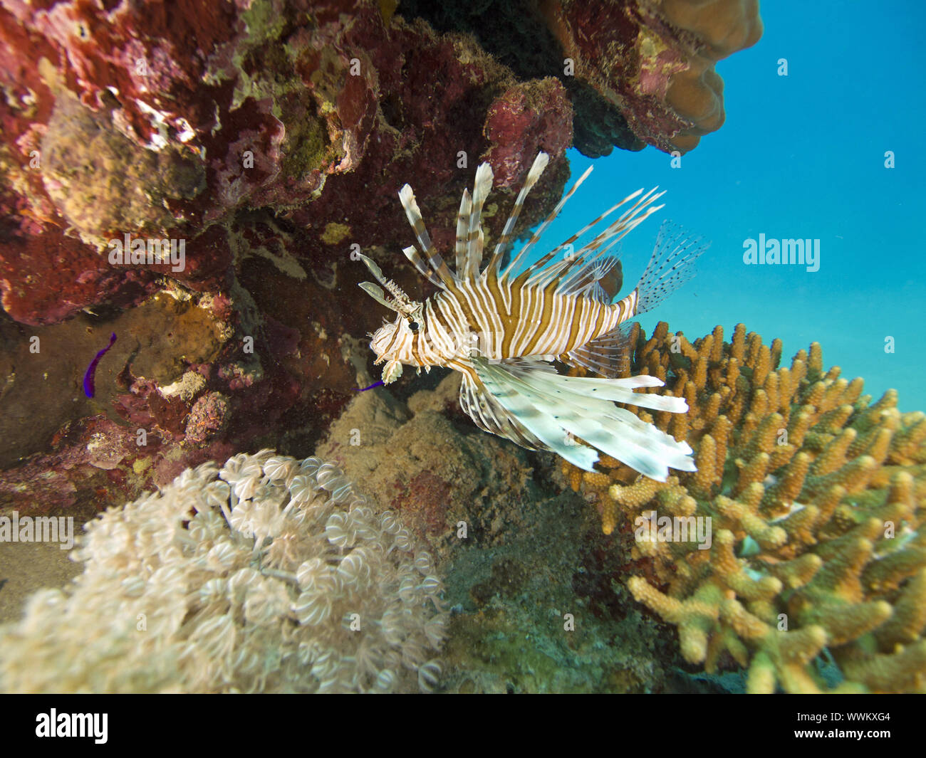 Lionfish red sea hi-res stock photography and images - Alamy