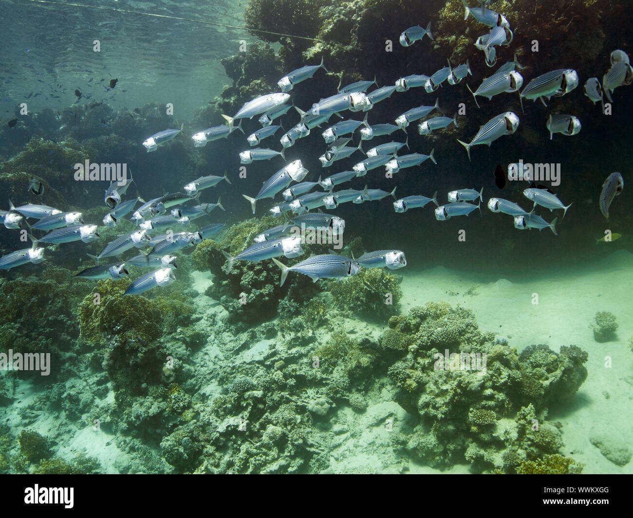 Indian mackerel (Rastrelliger kanagurta Stock Photo - Alamy
