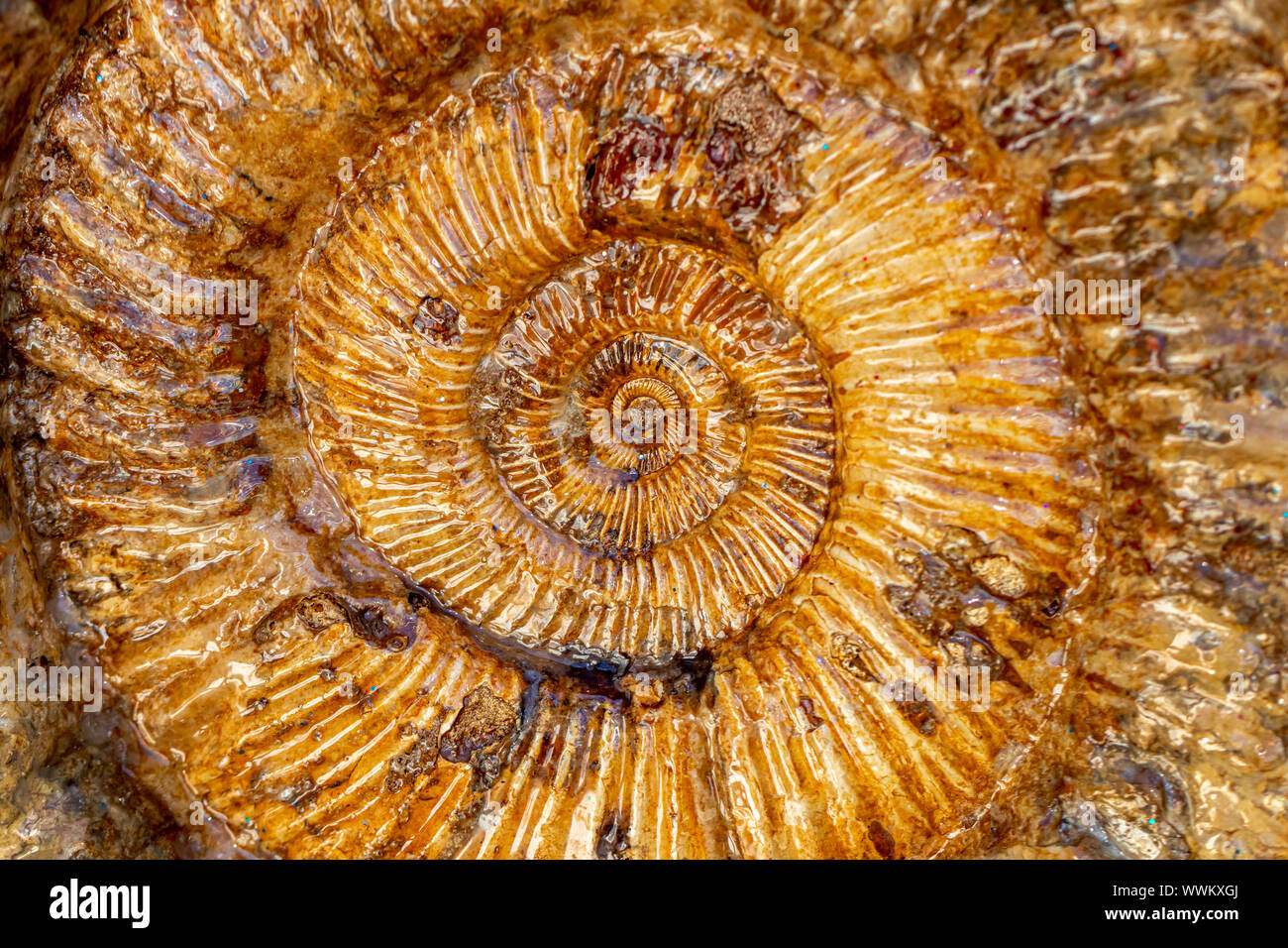 fossil spiral mollusca stone close up detail illuminated Stock Photo ...