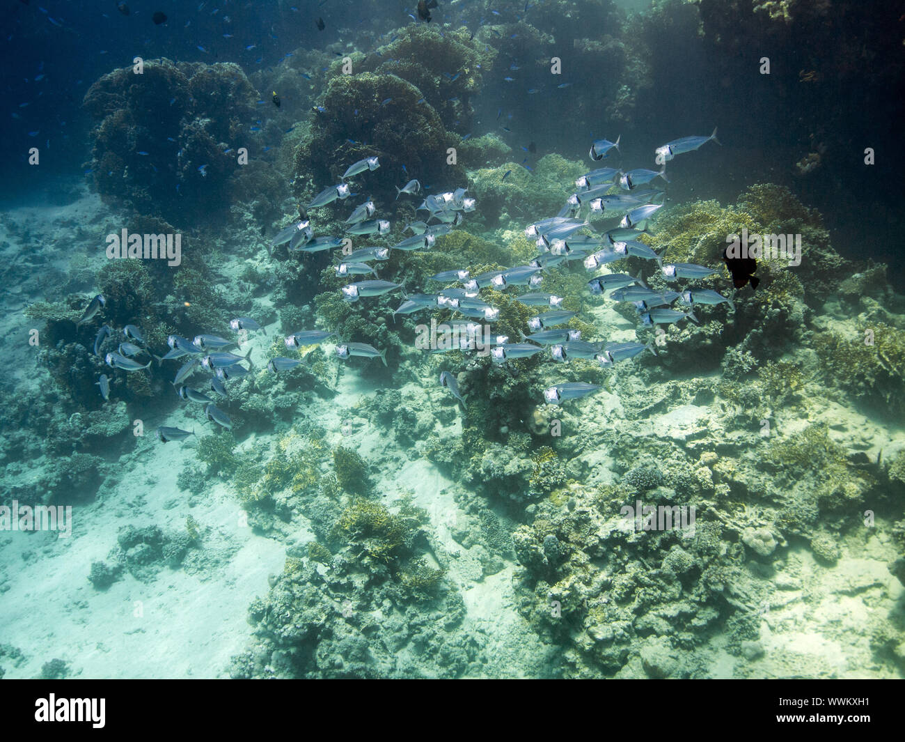 Rastrelliger hi-res stock photography and images - Alamy