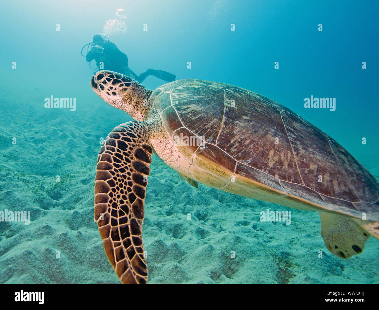 Reef turtles hi-res stock photography and images - Alamy