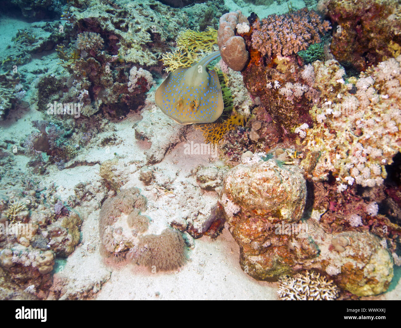 bluespotted ribbontail ray Stock Photo - Alamy