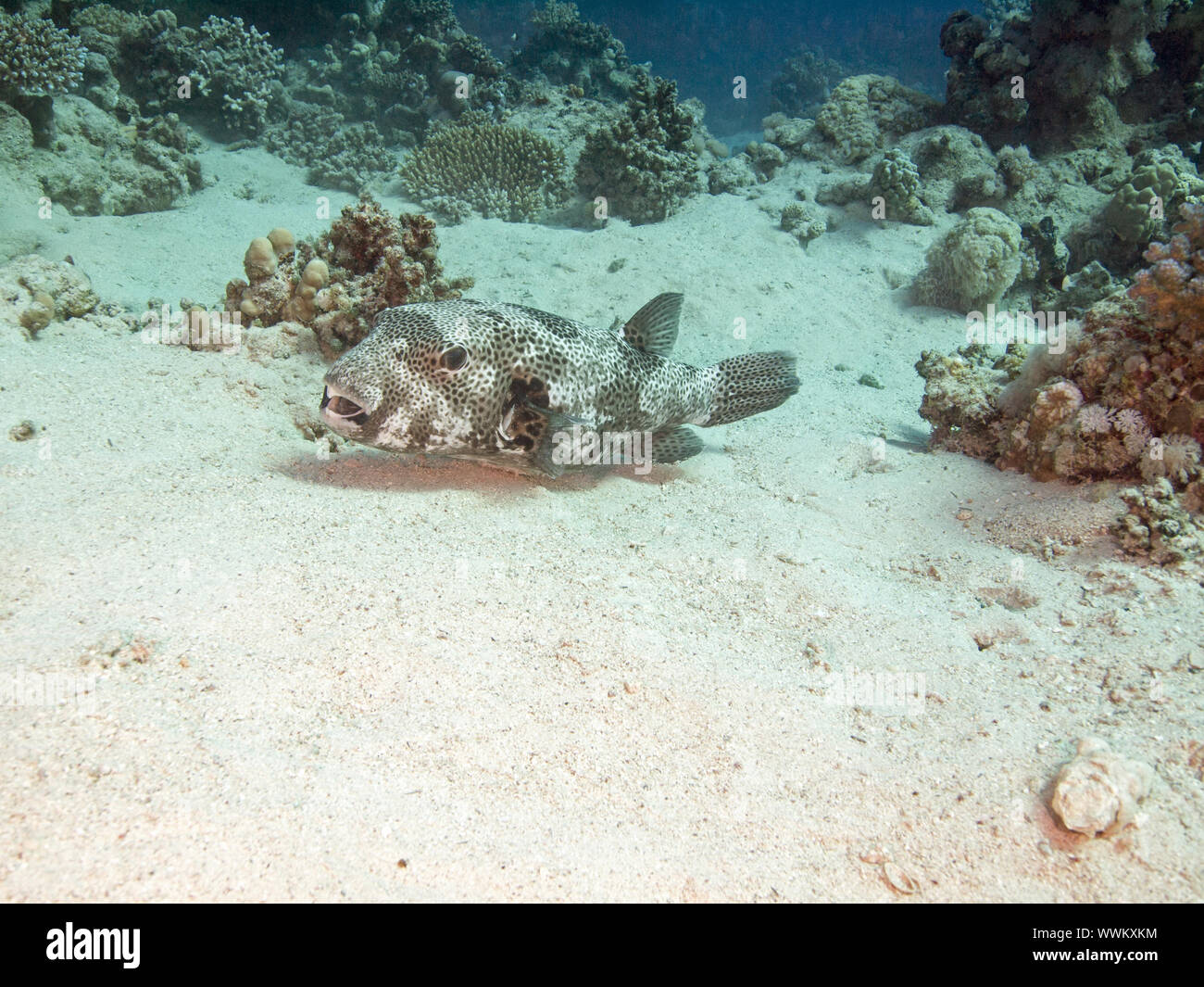 Stellate puffer fish hi-res stock photography and images - Alamy