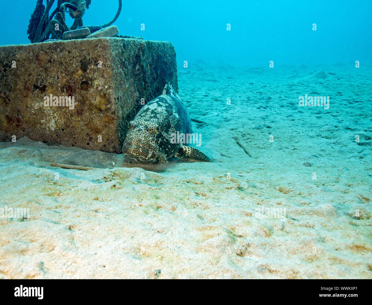 Malabar fish hi-res stock photography and images - Alamy