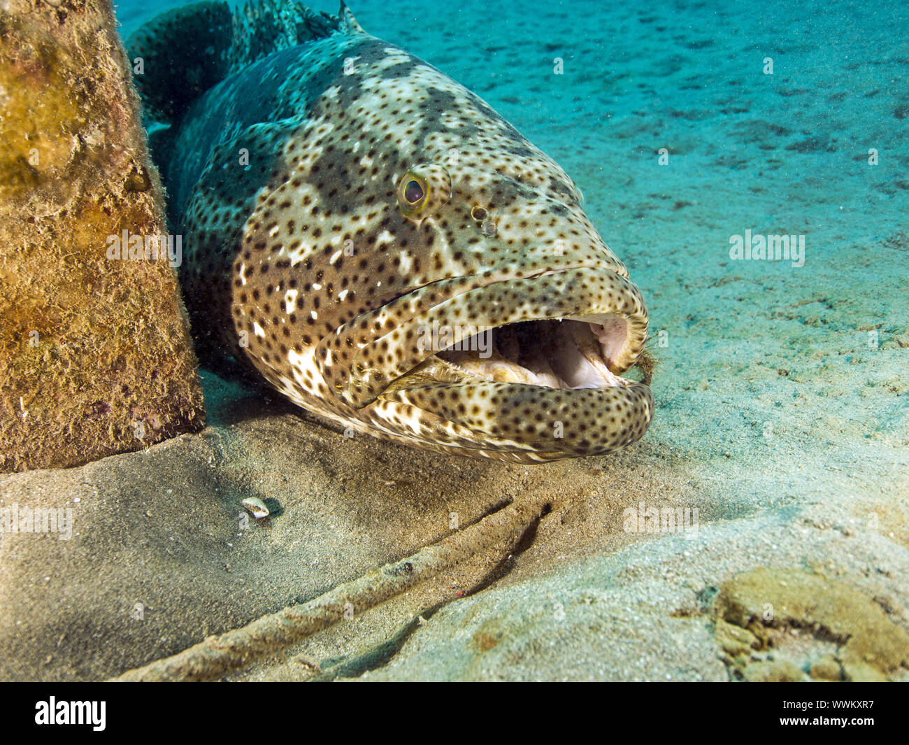 Malabar fish hi-res stock photography and images - Alamy