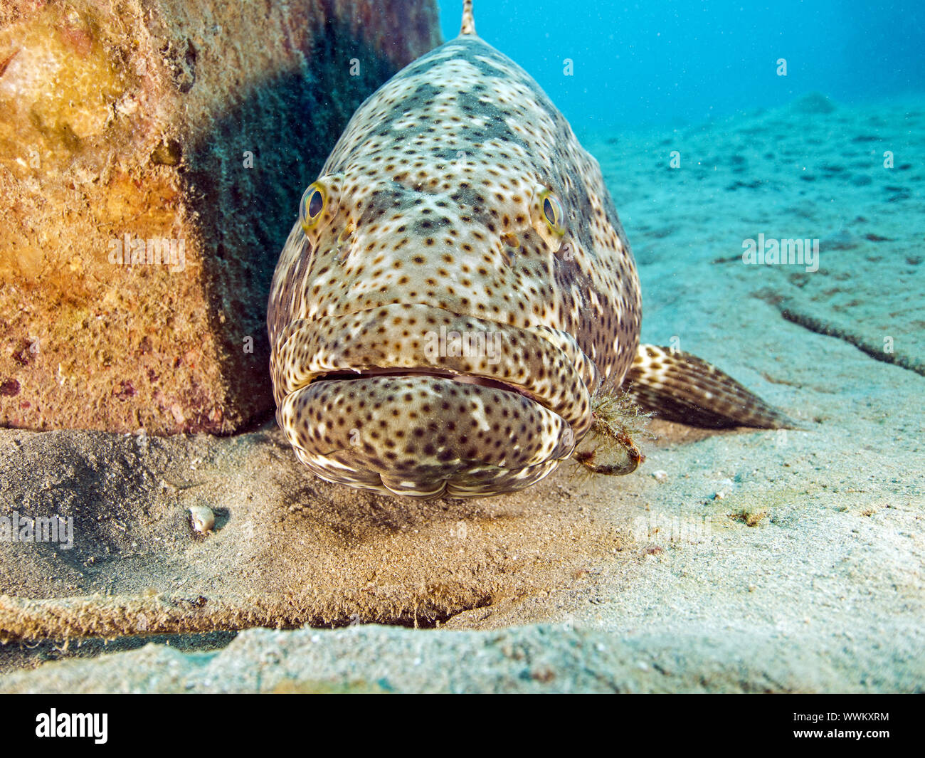 Malabar fish hi-res stock photography and images - Alamy