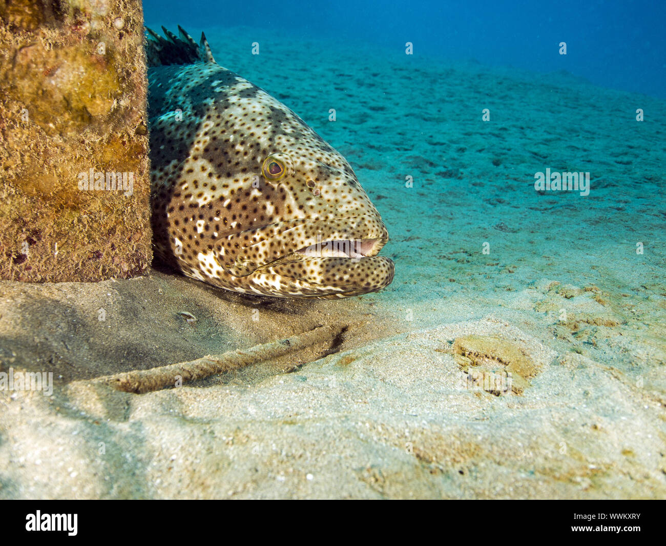 Malabar fish hi-res stock photography and images - Alamy