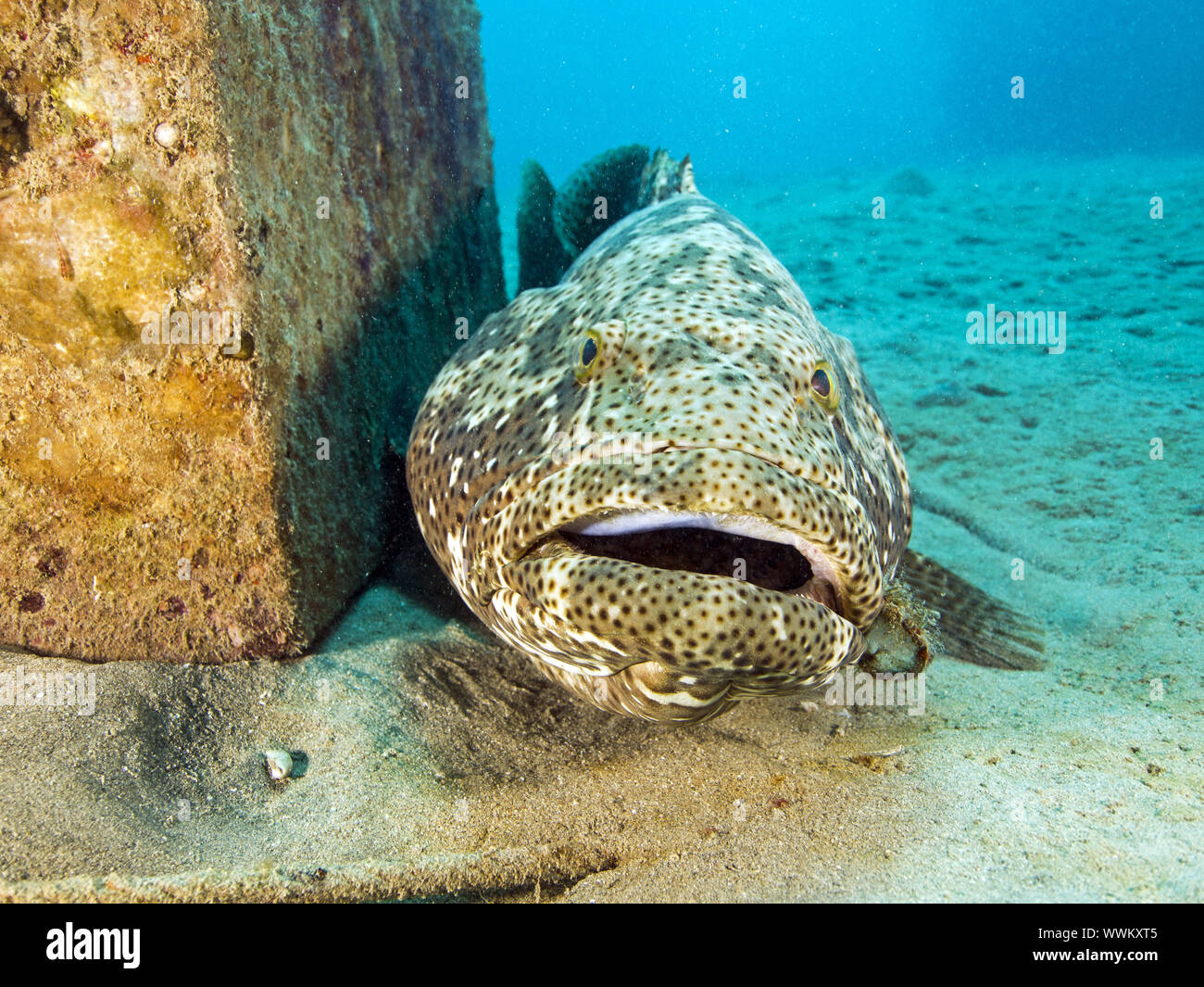 Malabar fish hi-res stock photography and images - Alamy