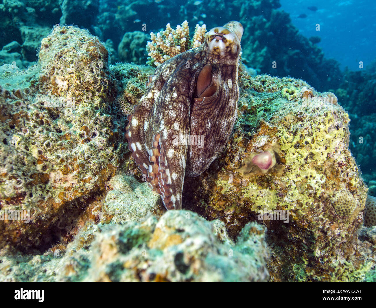 Wildlife of egypt hi-res stock photography and images - Alamy