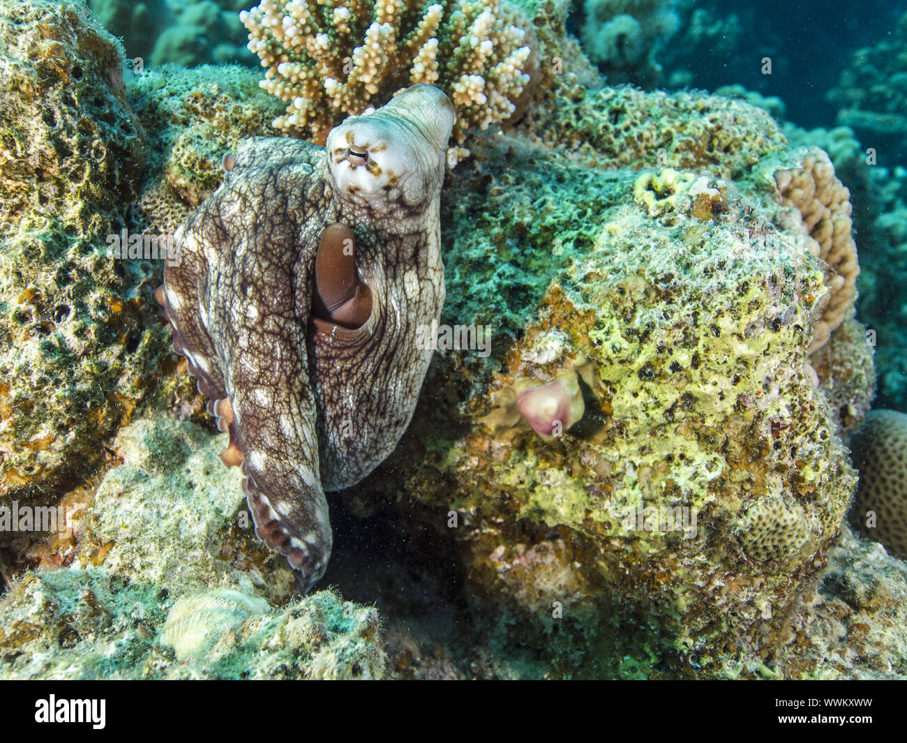 Octopus diving hi-res stock photography and images - Alamy