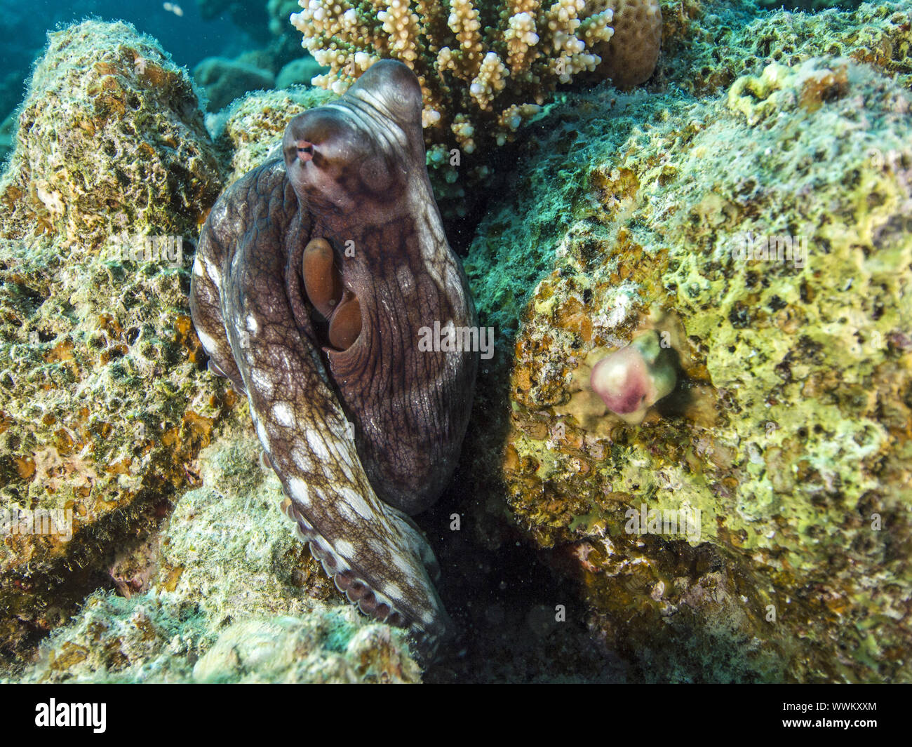 Octopus water hi-res stock photography and images - Alamy