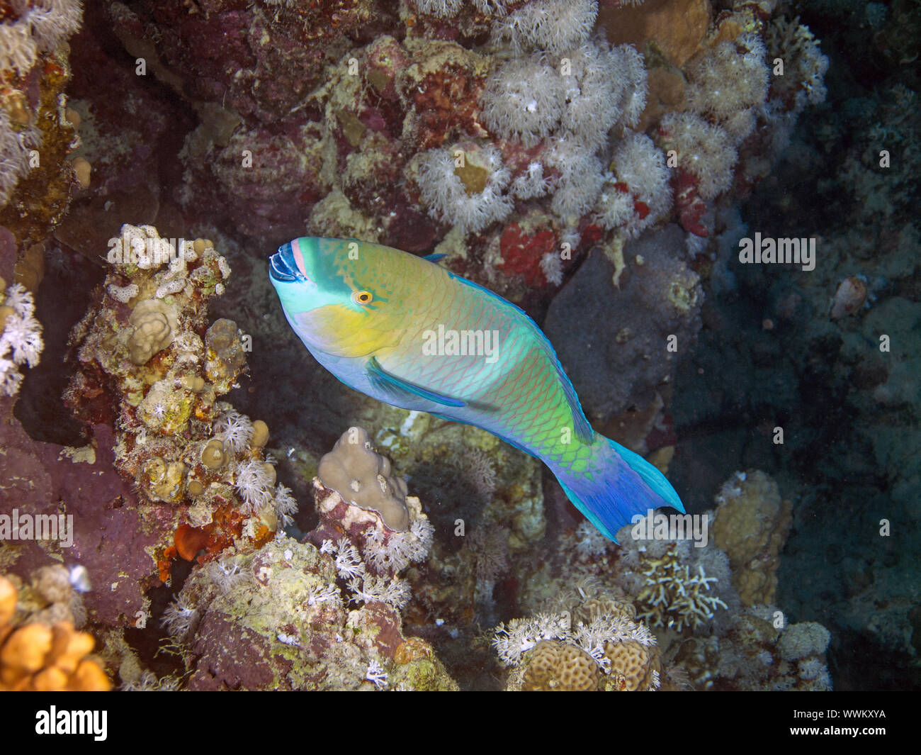 Parrotfish red sea hi-res stock photography and images - Alamy