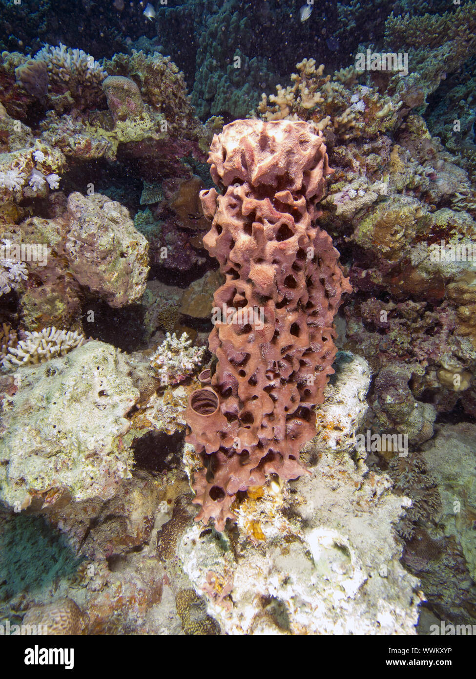 Prickly sponge hi-res stock photography and images - Alamy