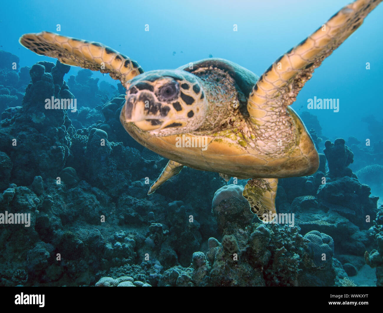 Bottom animals hi-res stock photography and images - Alamy