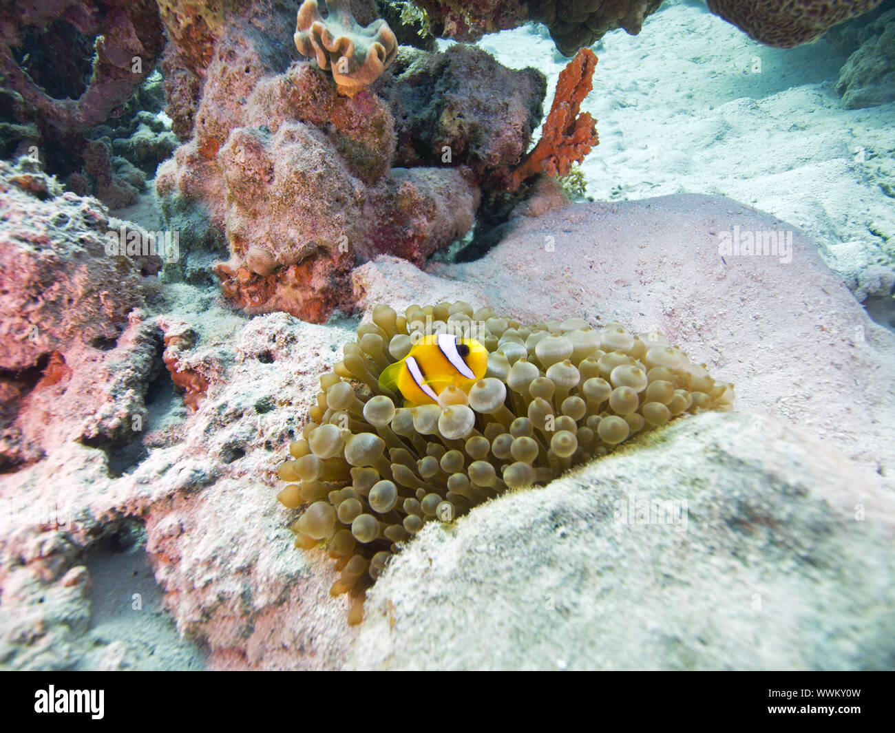 Teleost fishes hi-res stock photography and images - Alamy