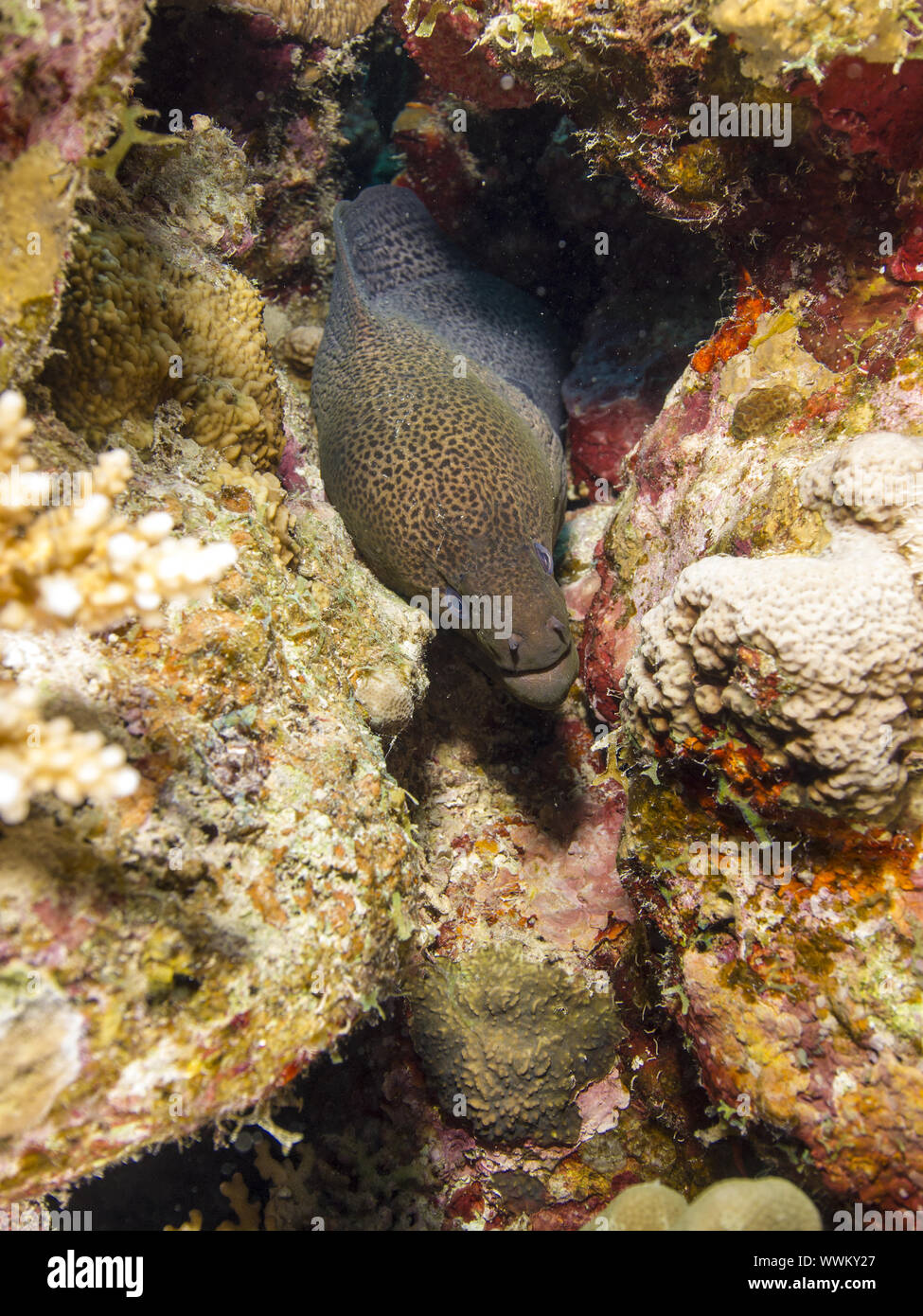 Moray eel portrait hi-res stock photography and images - Alamy